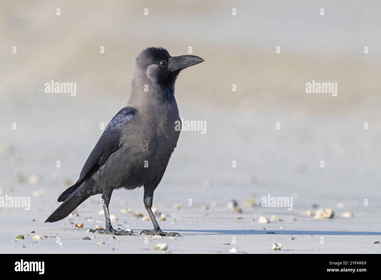 Glossy crow, (Corvus splendens), omnivore, genus of ravens and crows ...