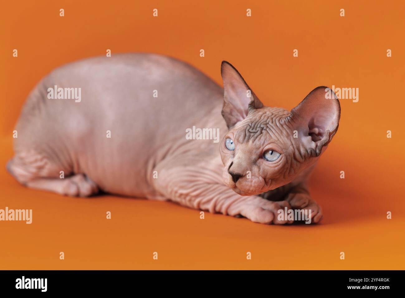 Curious Sphinx cat of chocolate mink and white color lying down on ...
