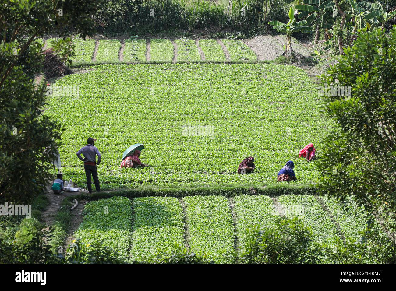 Women workers in vegetable cultivation Stock Photo - Alamy