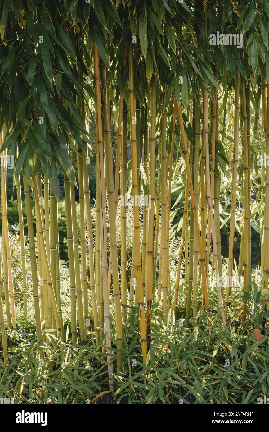 Bamboo trees plants in hi-res stock photography and images - Alamy