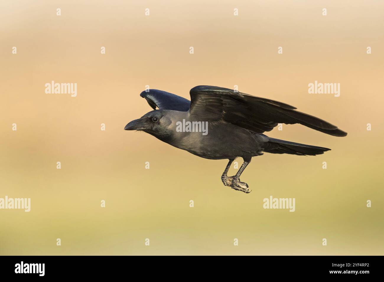 Glossy crow, (Corvus splendens), omnivore, genus of ravens and crows ...