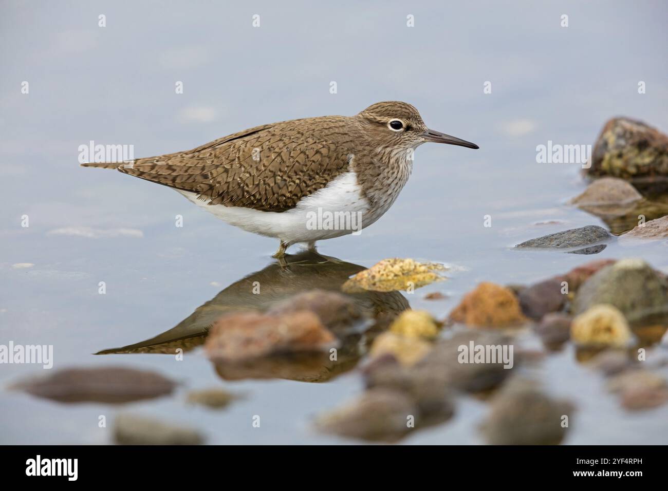 Common sandpiper, sandpiper (Actitis hypoleuco), biotope, habitat ...