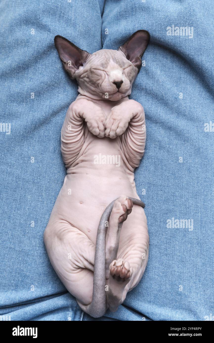 Hairless kitten hi res stock photography and images Alamy