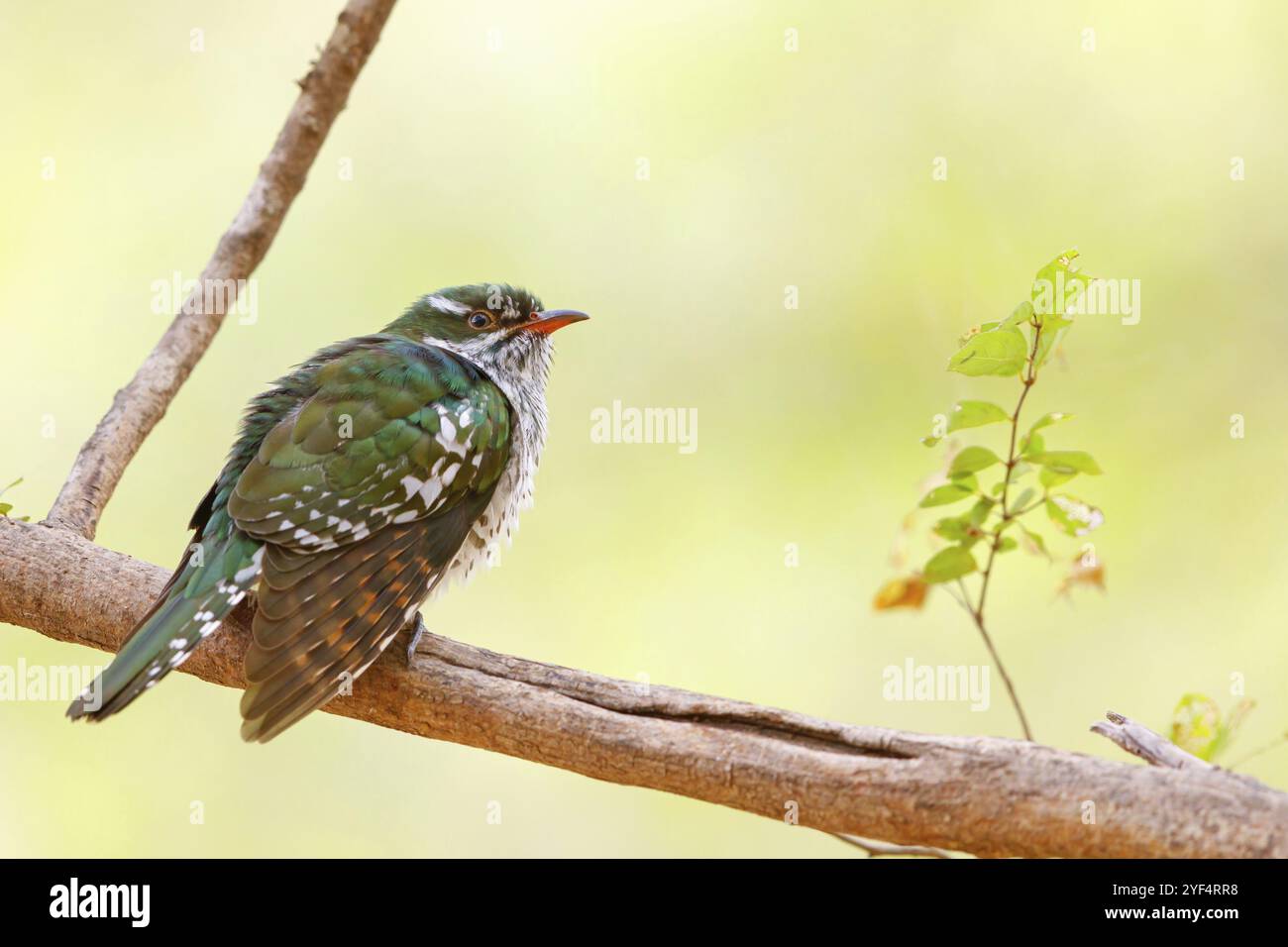 Golden cuckoo, Afrotropical species, family of golden cuckoos, cuckoo ...