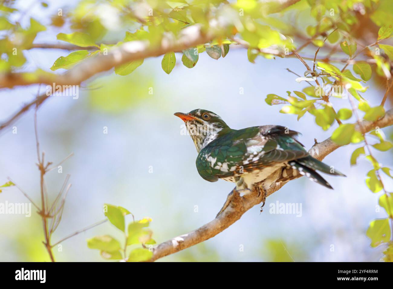 Golden cuckoo, Afrotropical species, family of golden cuckoos, cuckoo ...