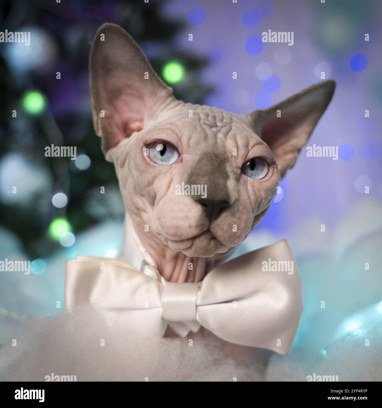 Sphynx cat christmas hi-res stock photography and images - Alamy