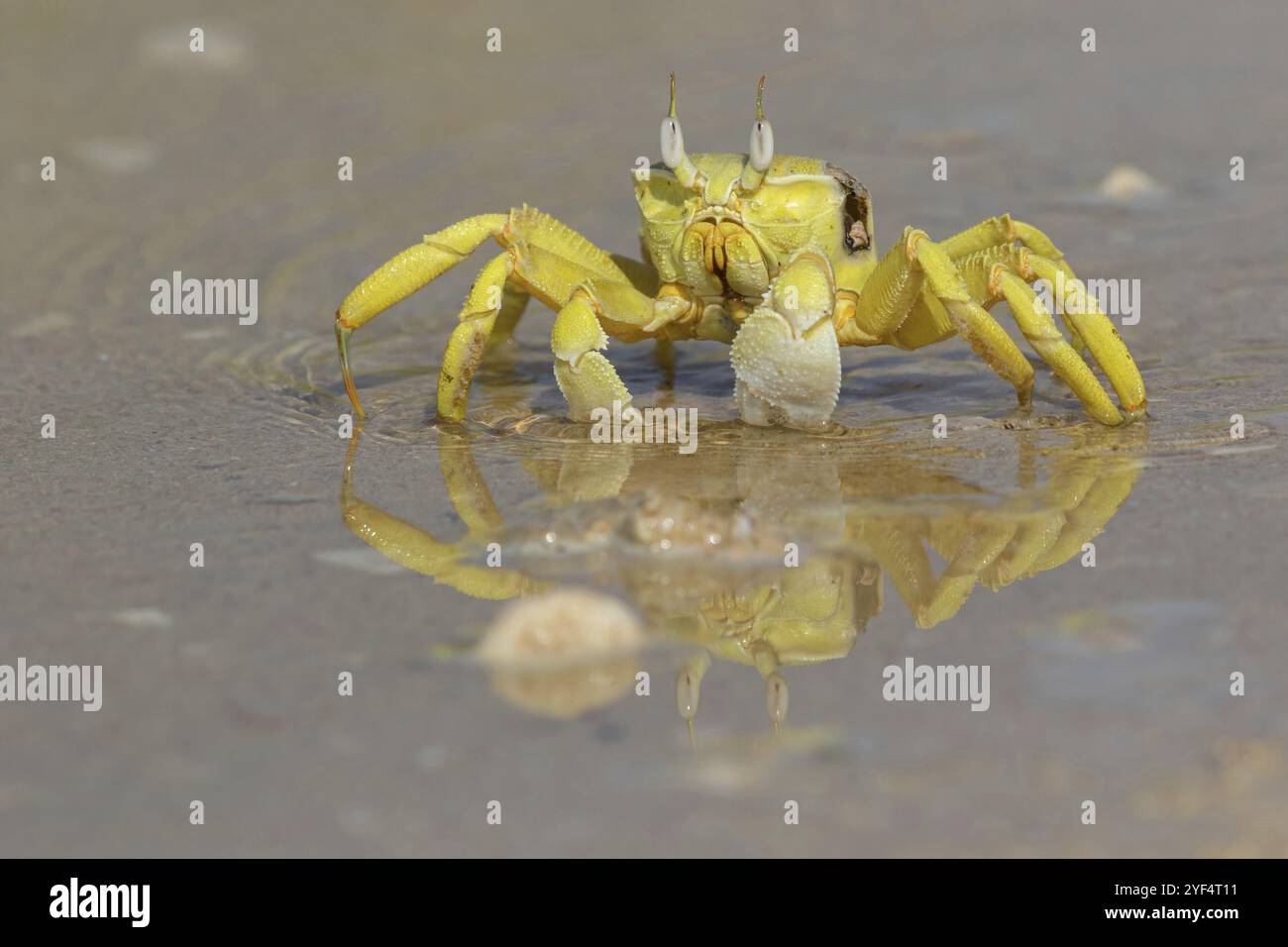 Horned ghost crab, beach, mudflat, horned eye sand crab, Indo-Pacific ...