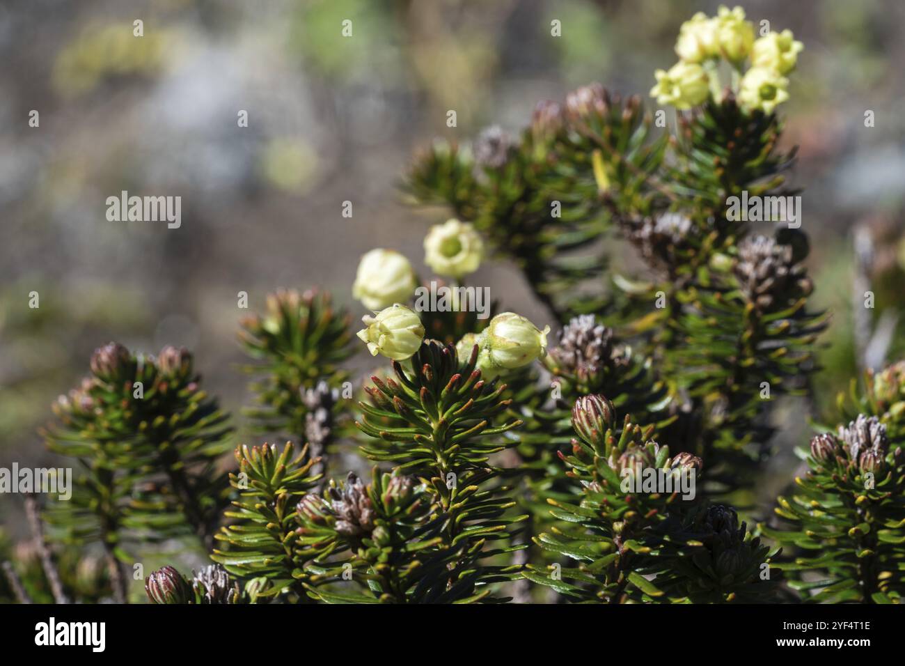 Siberian Juniper (Juniperus sibirica Burgsd), low small evergreen ...