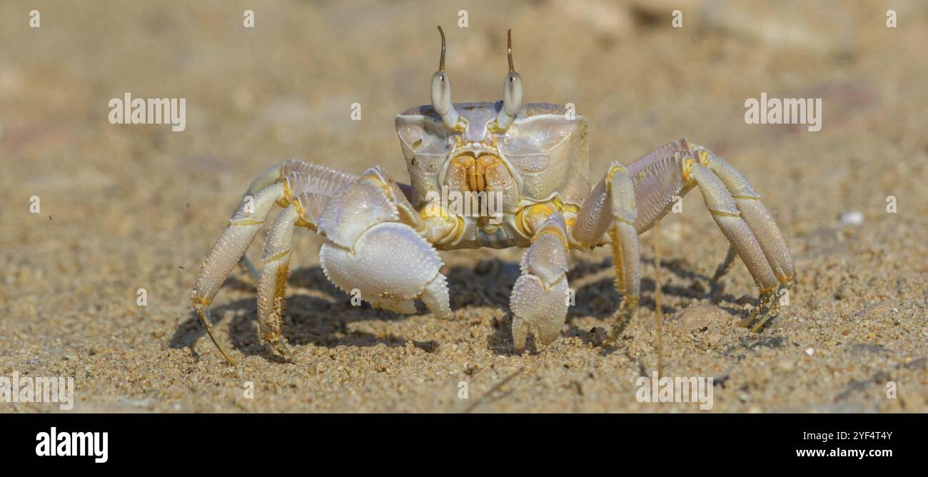 Horned ghost crab, beach, mudflat, horned eye sand crab, Indo-Pacific ...