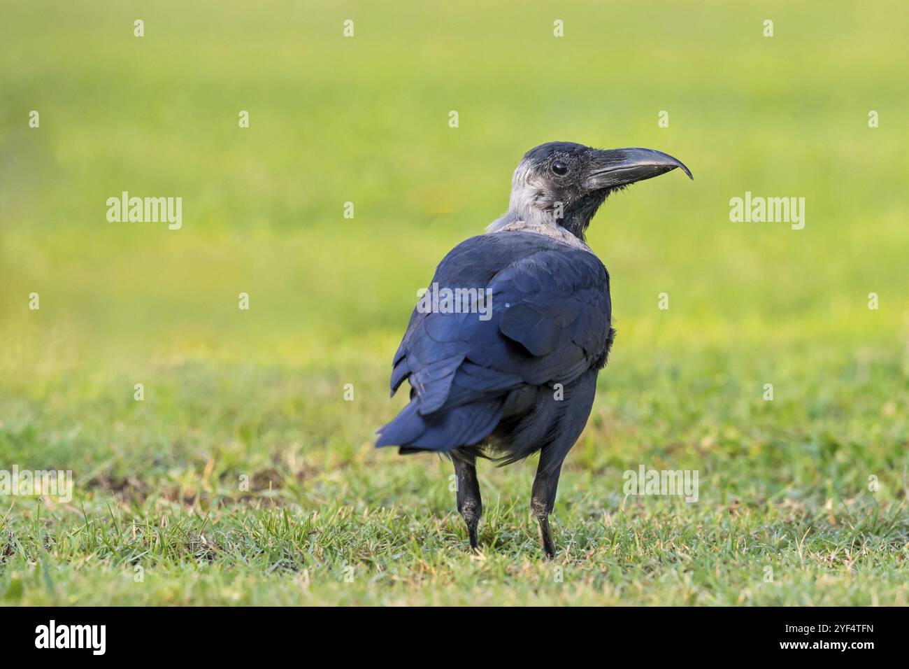 Corvus genus hi-res stock photography and images - Alamy