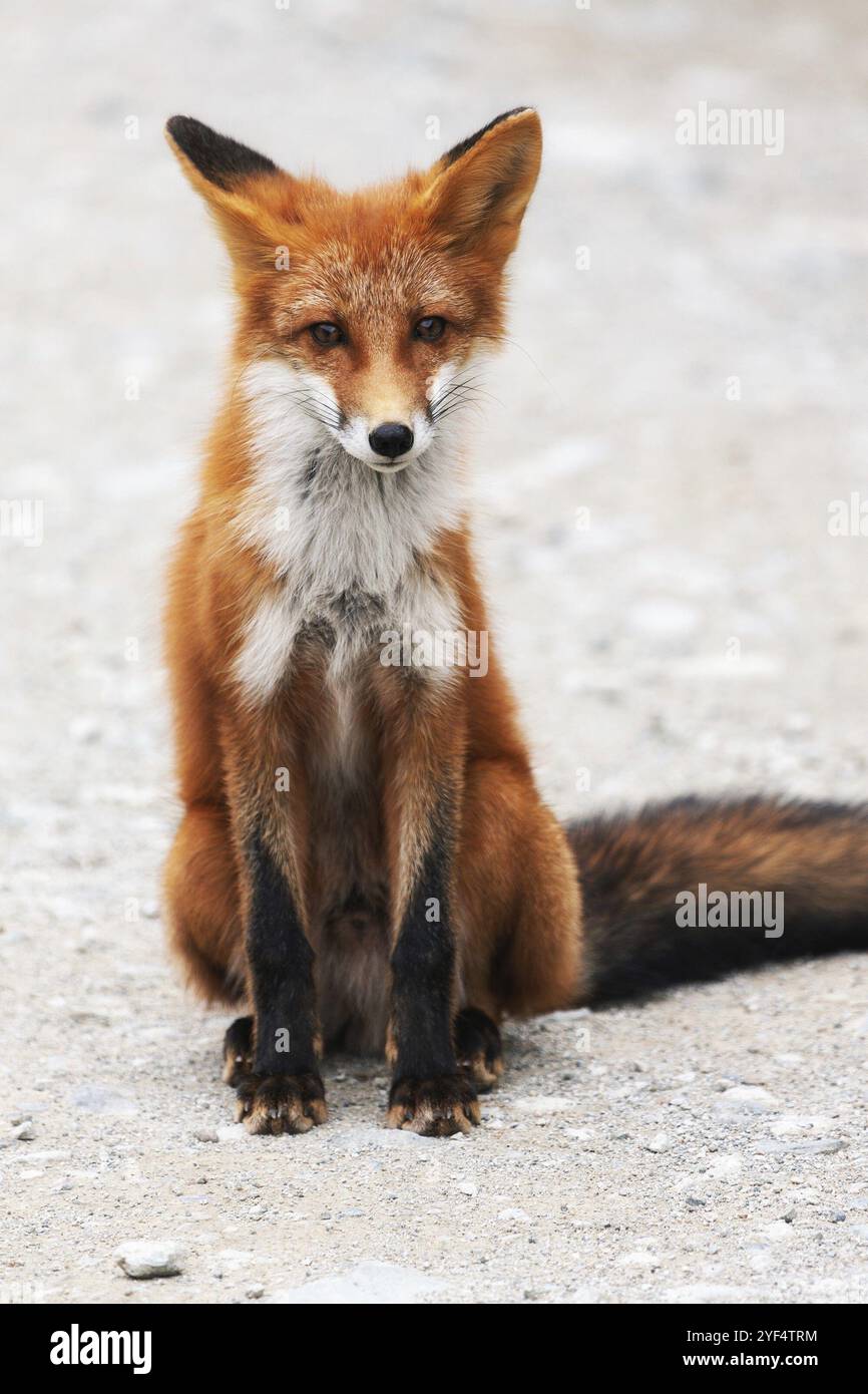 Portrait of cute wild red fox with beautiful sly eyes sitting on stones ...
