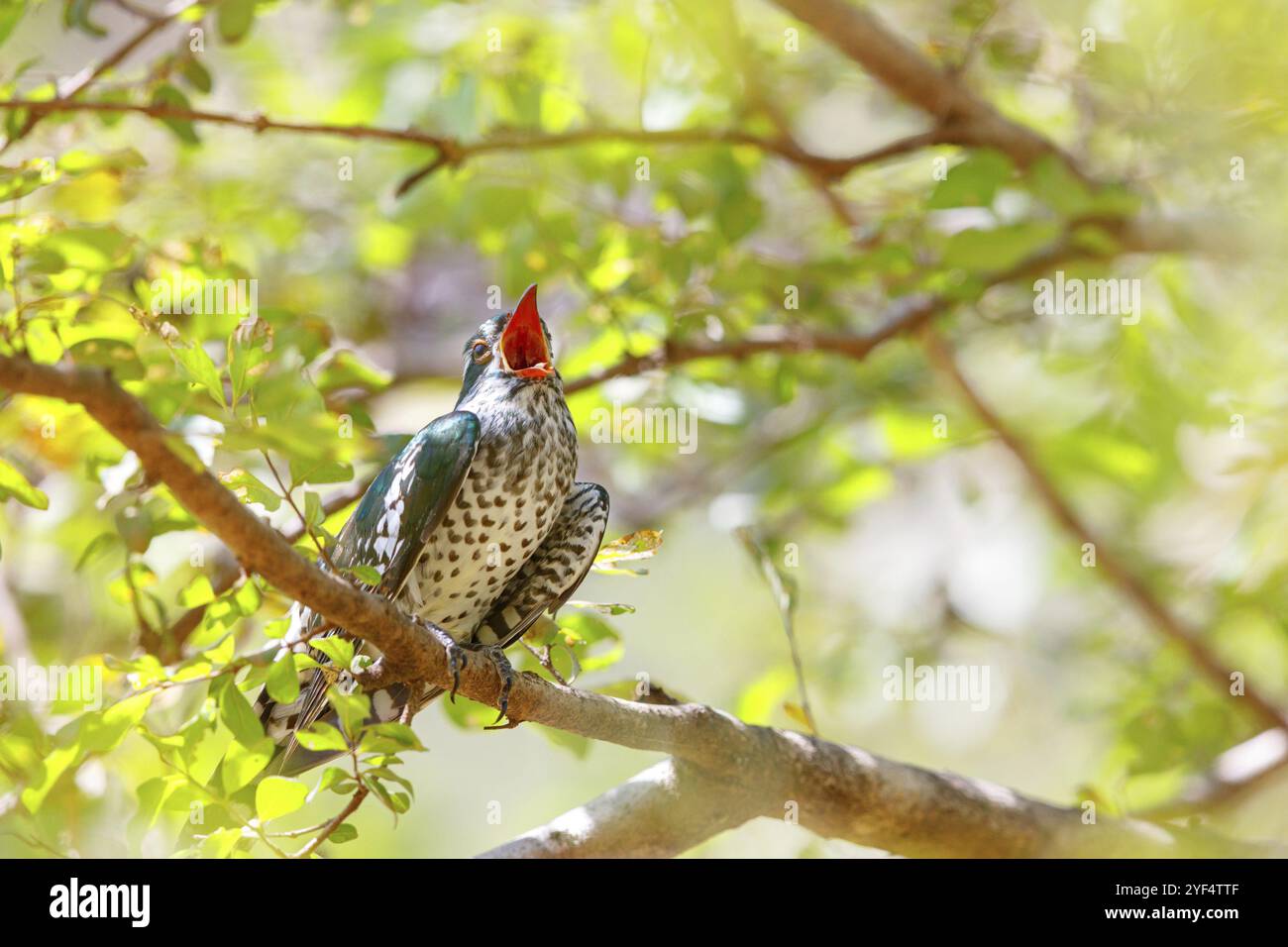 Golden cuckoo, Afrotropical species, family of golden cuckoos, cuckoo ...