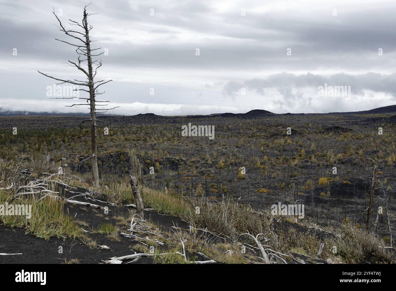 Volcano landscape: Dead Forest (Dead Wood) on Kamchatka Peninsula ...