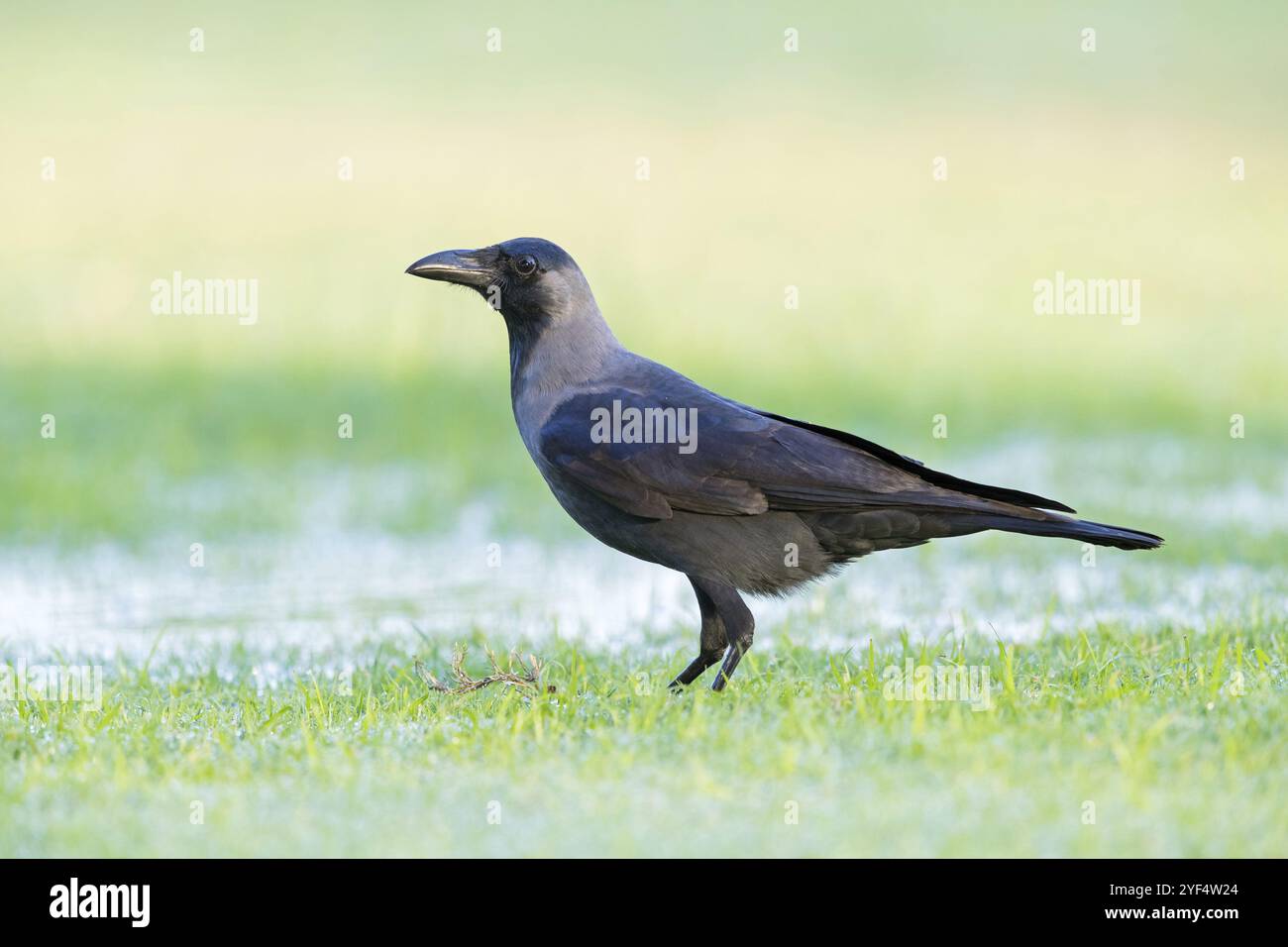 Shining crow, (Corvus splendens), omnivore, genus of ravens and crows ...