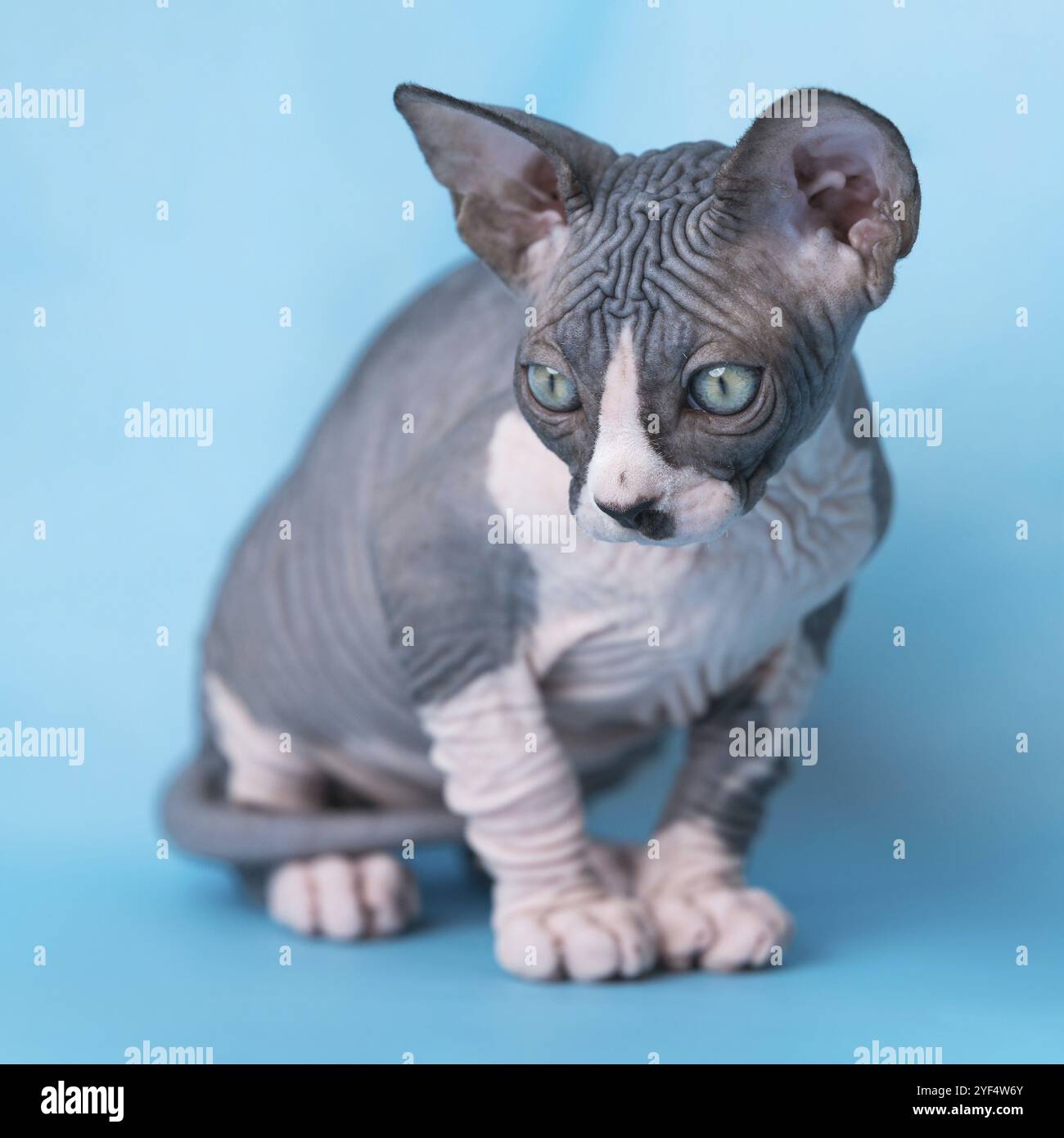 Two canadian sphynx cats hi-res stock photography and images - Alamy