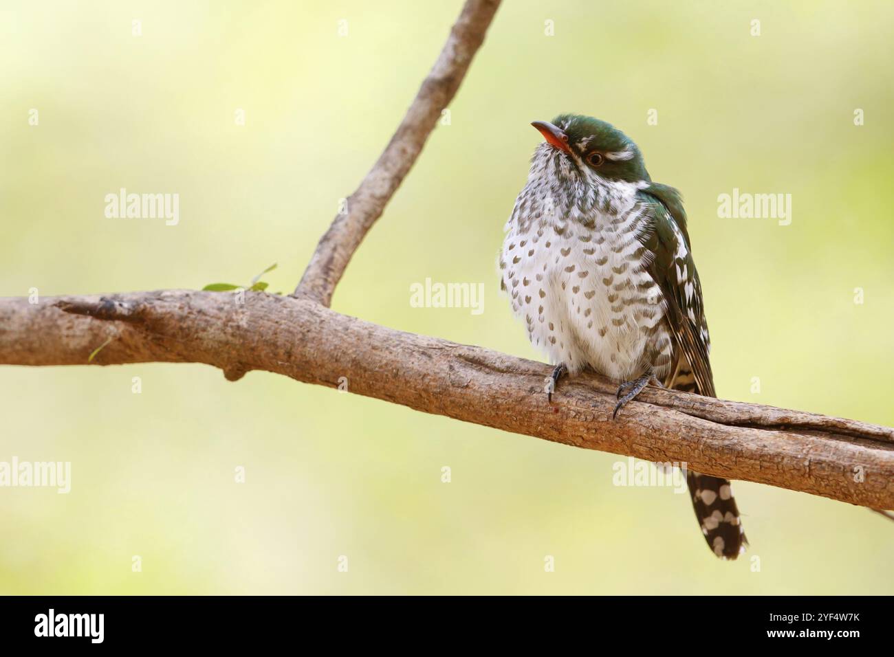 Golden cuckoo, Afrotropical species, family of golden cuckoos, cuckoo ...