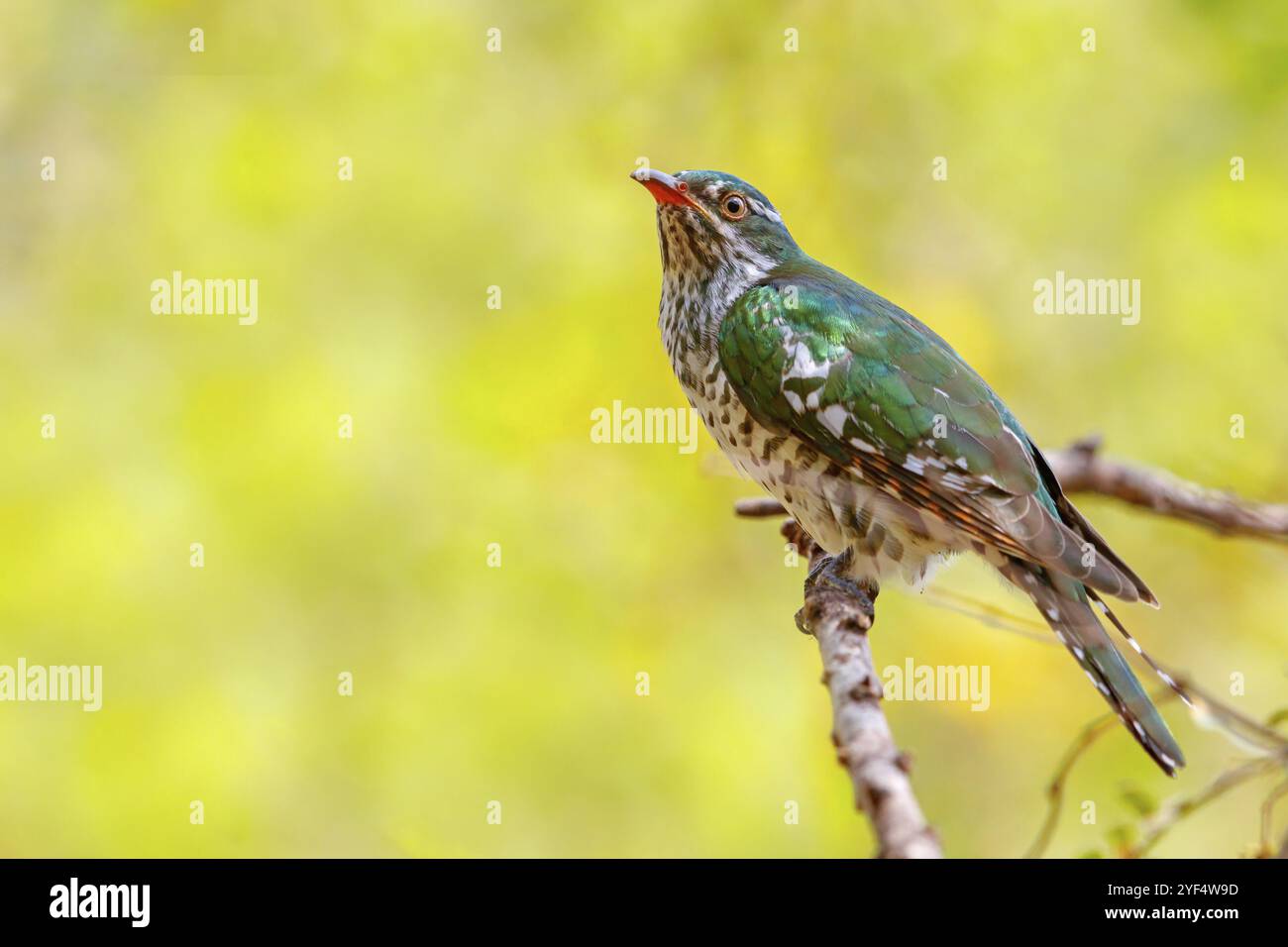Golden cuckoo, Afrotropical species, family of golden cuckoos, cuckoo ...