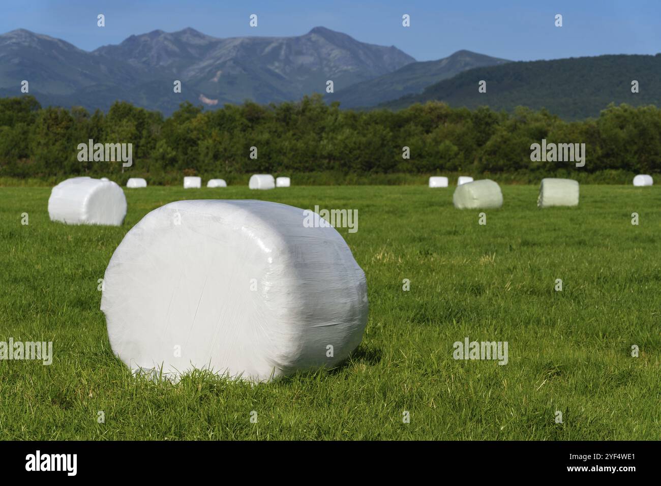 Haystack packed in white cellulose packaging and ready for ...