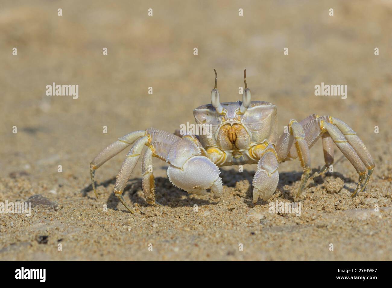 Horned ghost crab, beach, mudflat, horned eye sand crab, Indo-Pacific ...
