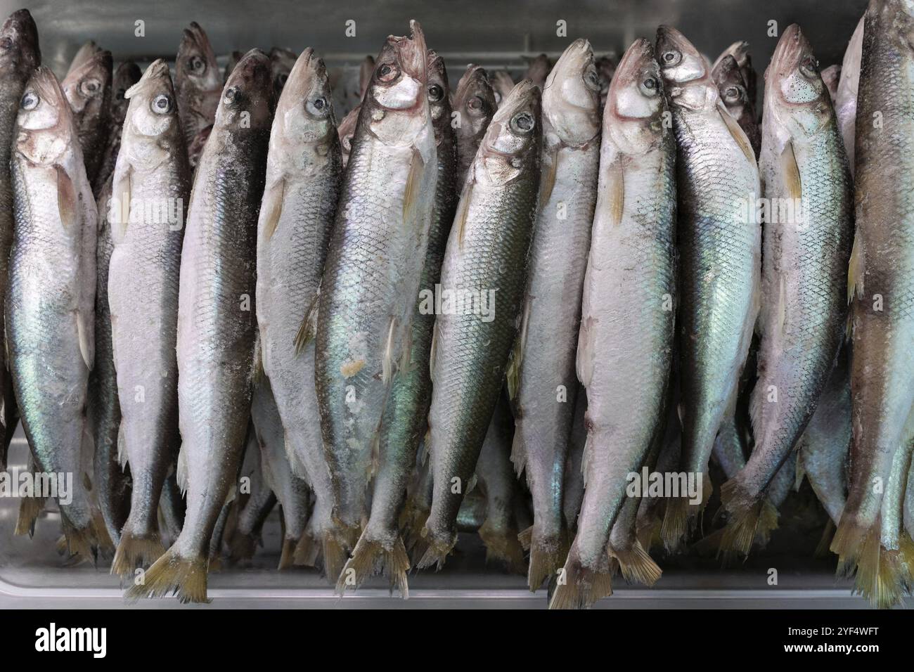 Set of frozen smelt fish with silver scales in freezer at seafood ...