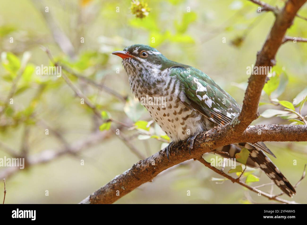 Golden cuckoo, Afrotropical species, family of golden cuckoos, cuckoo ...