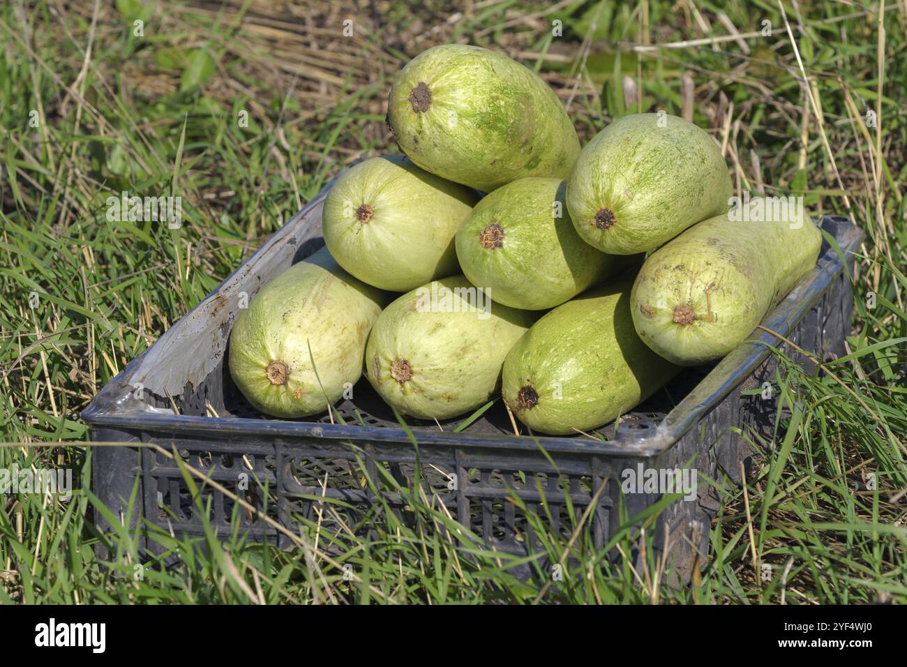 Group of natural green organic zucchini courgettes cucumber, summer eco ...