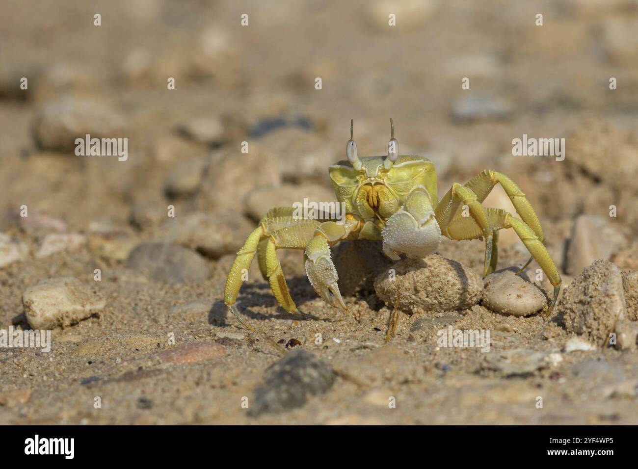 Horned ghost crab, beach, mudflat, horned eye sand crab, Indo-Pacific ...