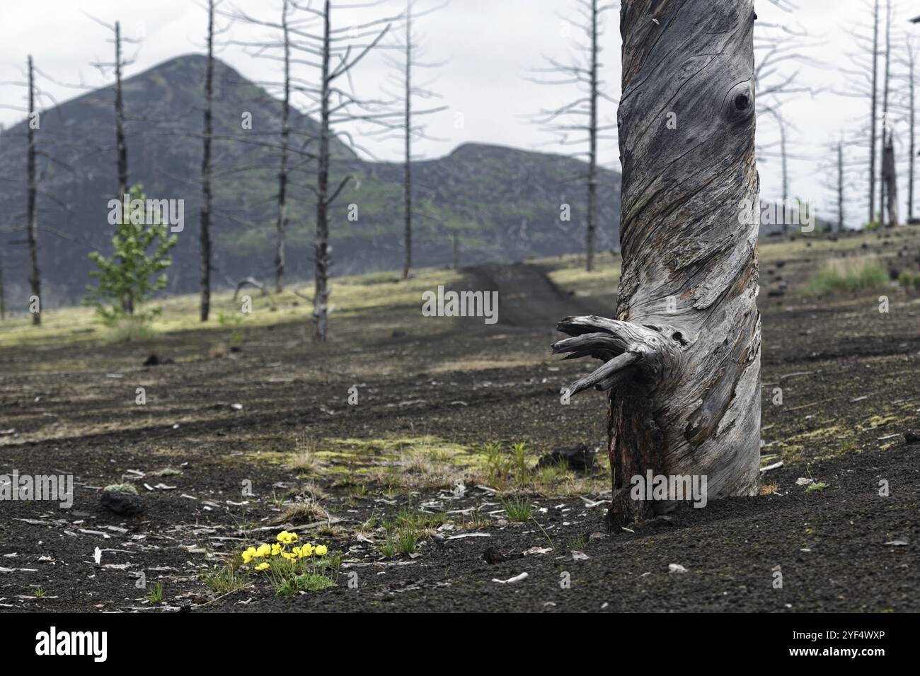 Kamchatka volcano landscape: burnt tree (larch) on volcanic slag and ...
