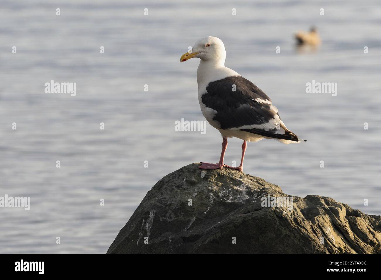 Bird of Pacific gull standing on rocky shore of Pacific Ocean and looks ...