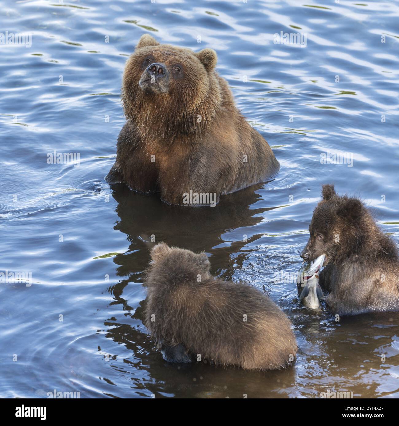 Mother Kamchatka brown bear with two cubs catches red salmon fish in ...