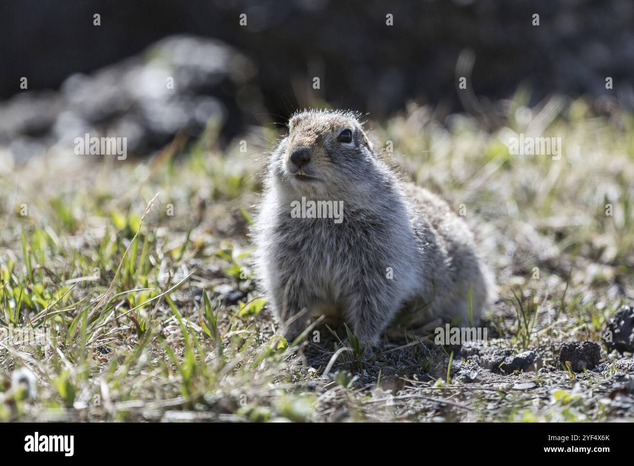 Wildlife: cute ground squirrel. Asia, Russian Far East, Kamchatka ...