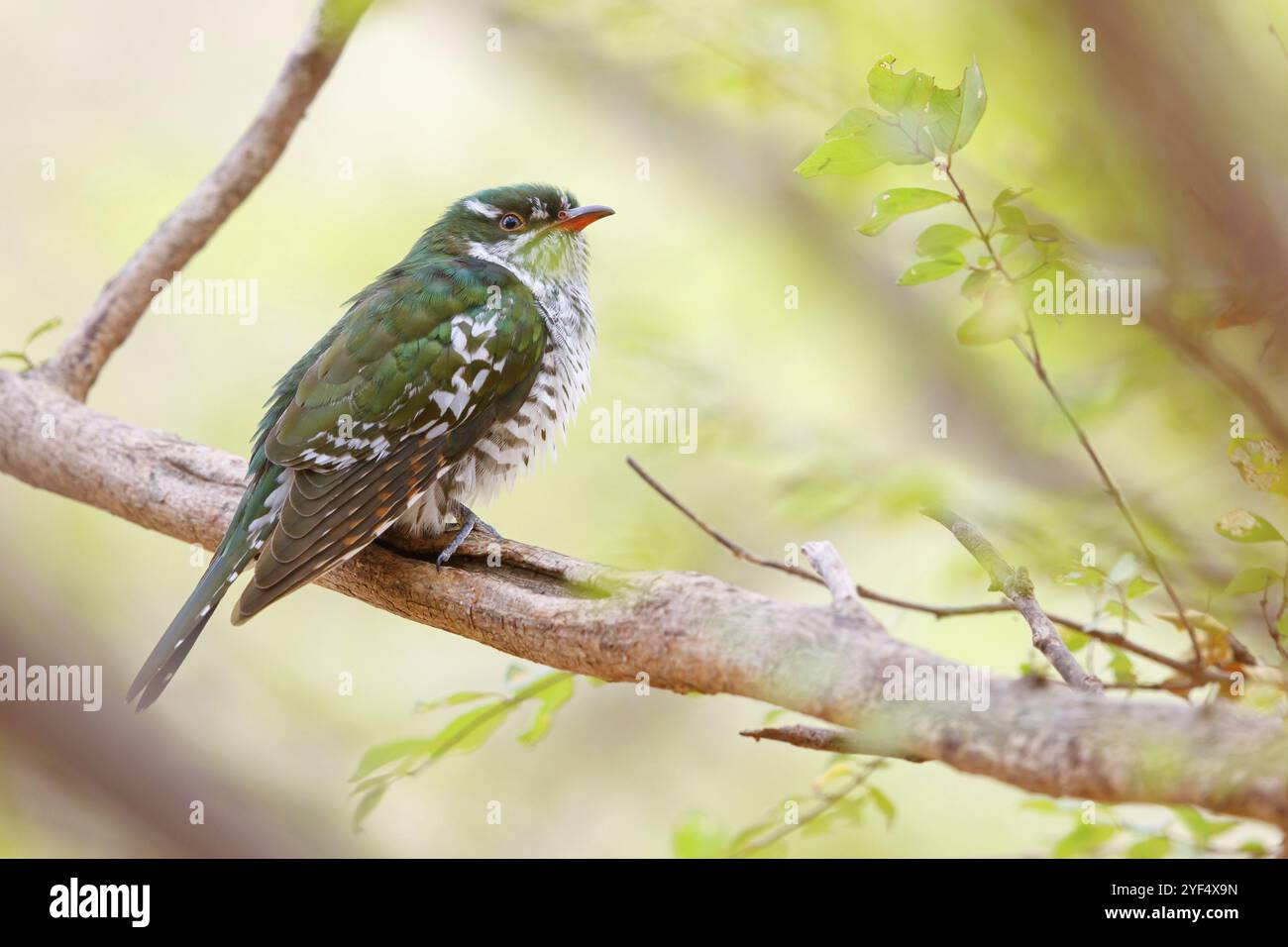 Golden cuckoo, Afrotropical species, family of golden cuckoos, cuckoo ...