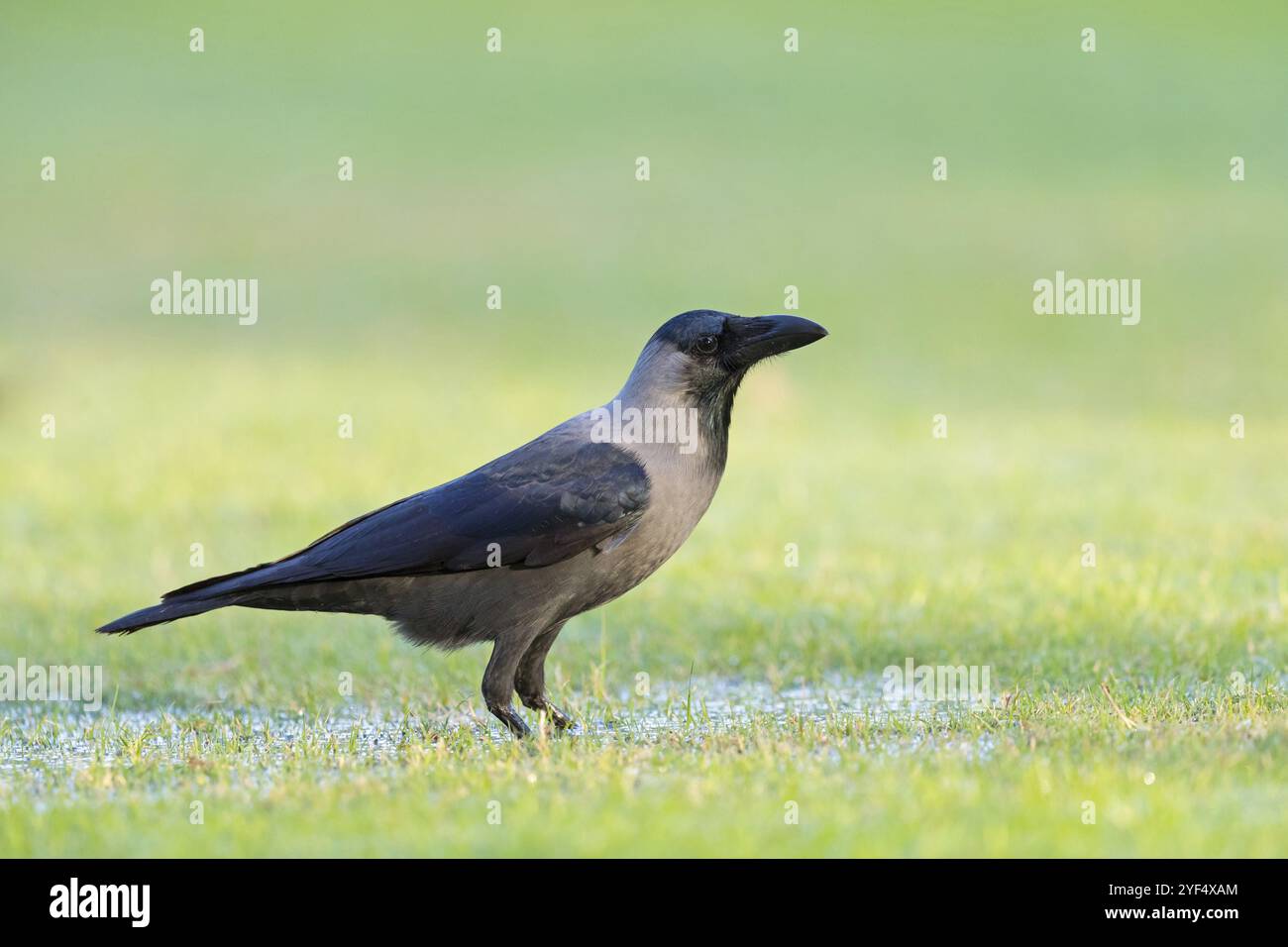 Shining crow, (Corvus splendens), omnivore, genus of ravens and crows ...