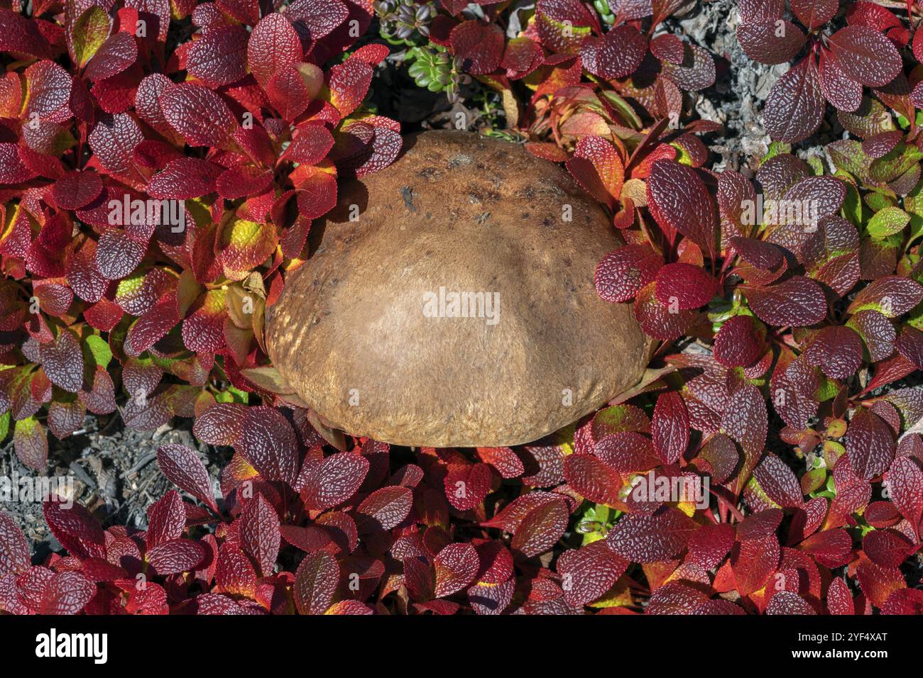 Growing wild edible mushroom Leccinum scabrum surrounded by dark red ...