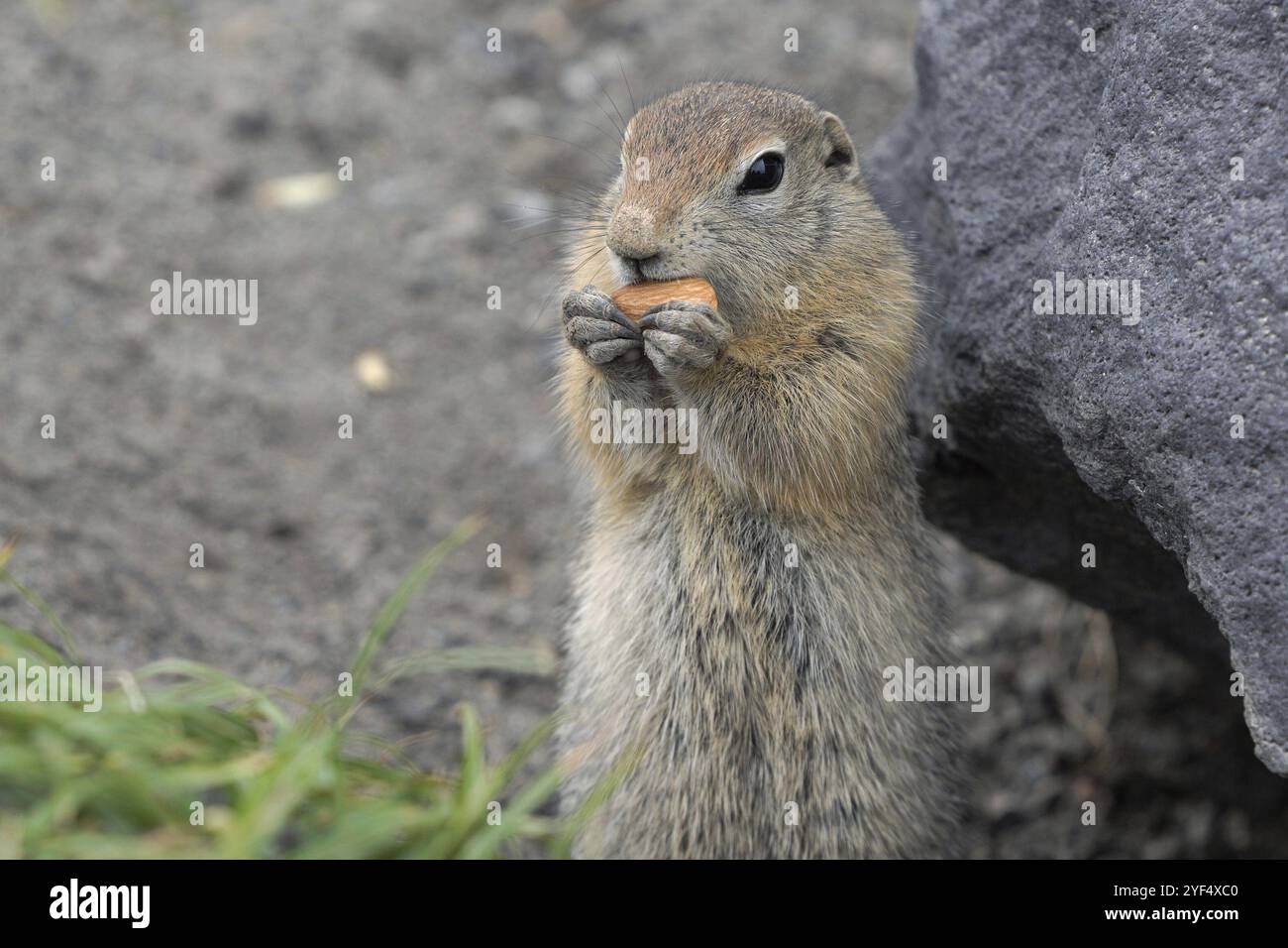Expression Arctic ground squirrel eating almond holding food in paws ...