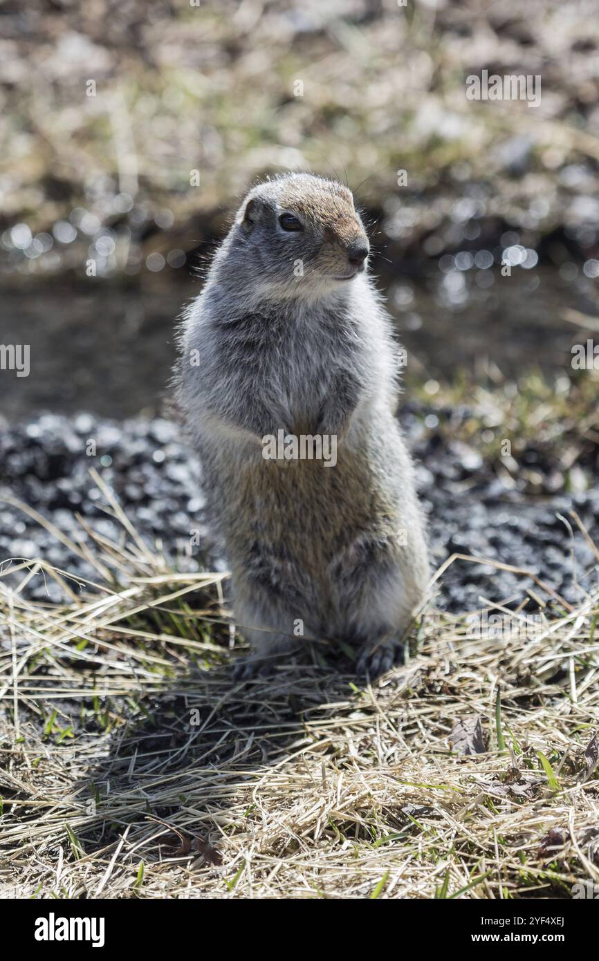 Cute ground squirrel standing on hind legs. Russia, Kamchatka Peninsula ...
