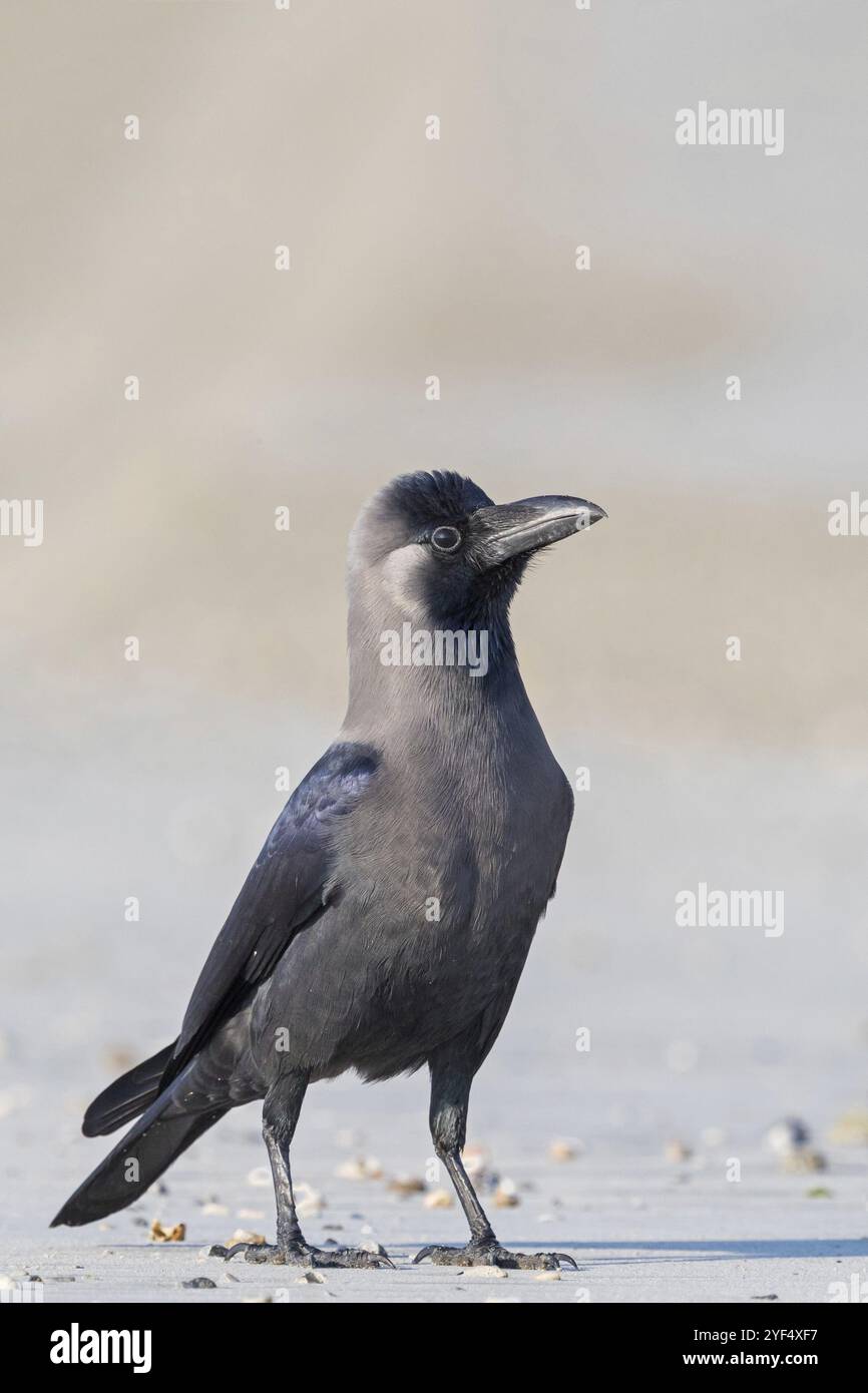 Glossy crow, (Corvus splendens), omnivore, genus of ravens and crows ...