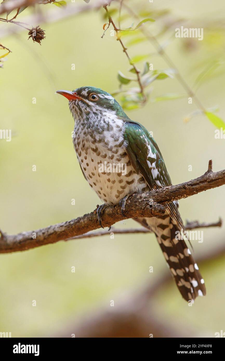 Golden cuckoo, Afrotropical species, family of golden cuckoos, cuckoo ...