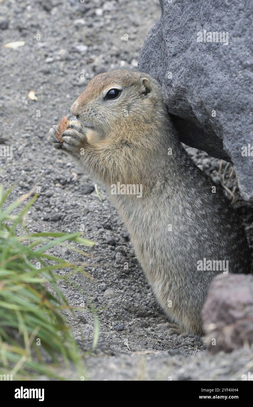 Medium sized rodents hi-res stock photography and images - Alamy