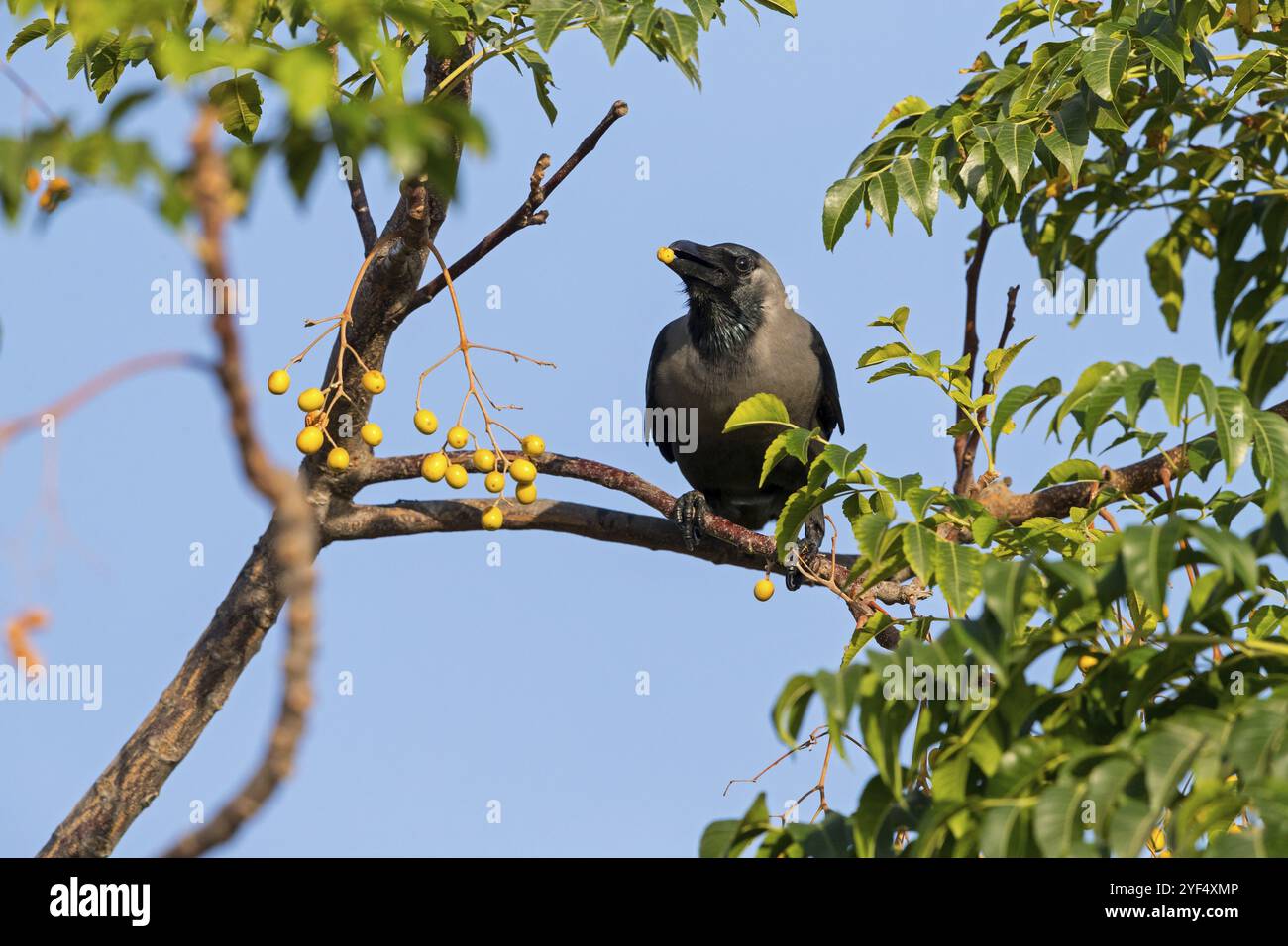 Glossy crow, (Corvus splendens), omnivore, genus of ravens and crows ...