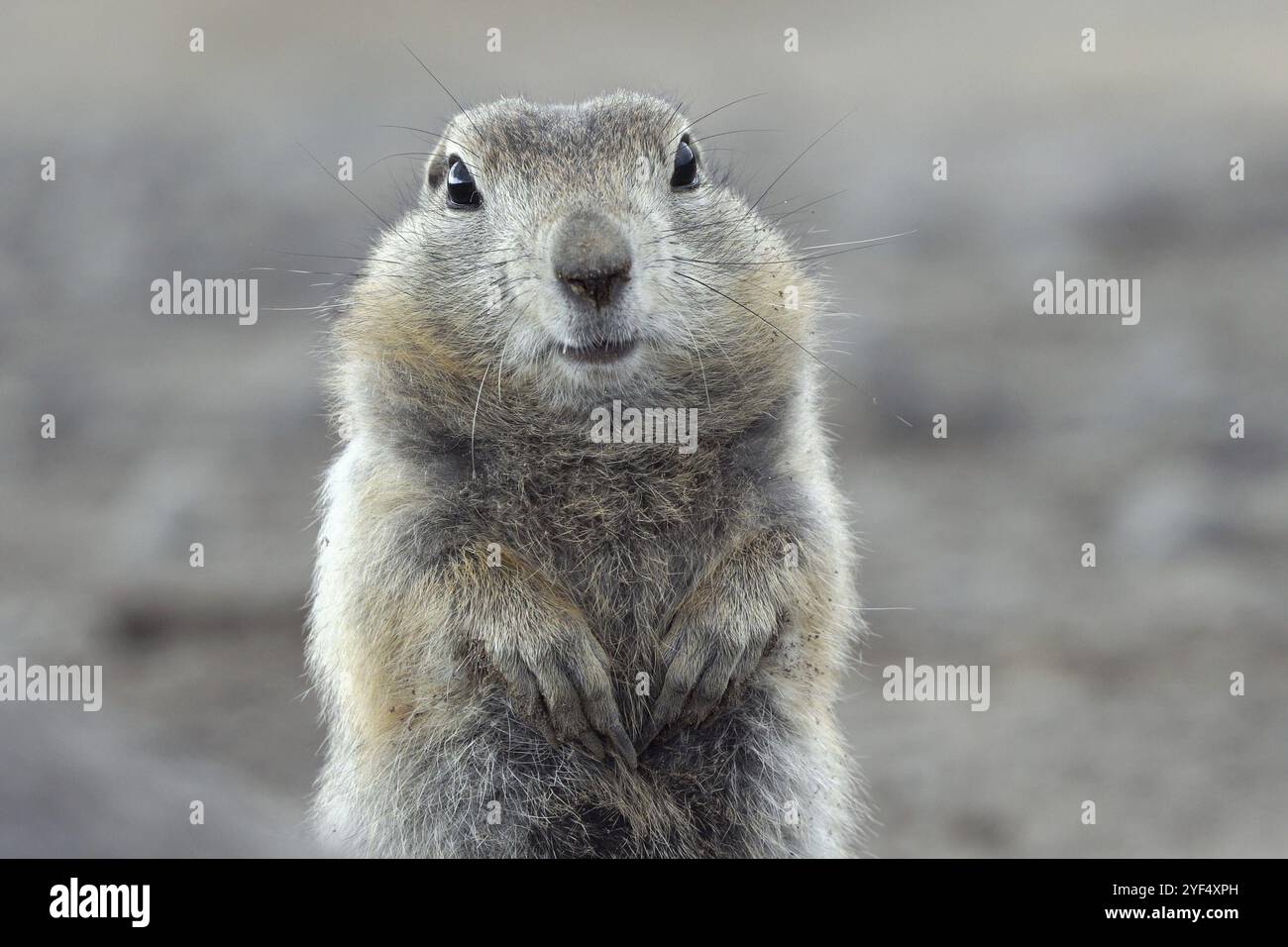 Portrait of Arctic ground squirrel. Cute curious wild animal of genus ...