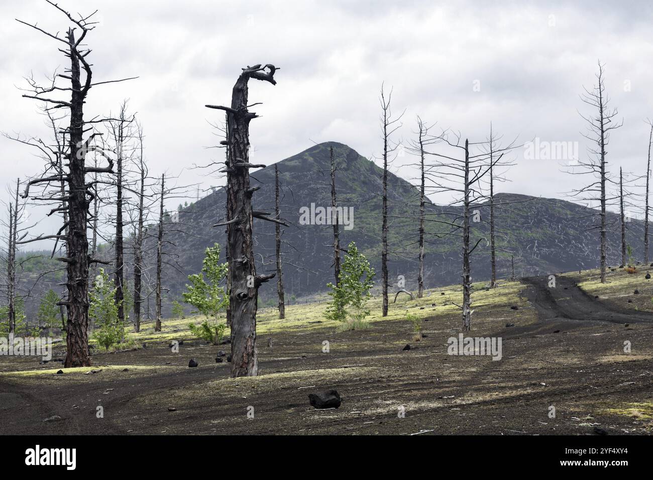 Kamchatka volcano landscape: burnt trees (larch) on volcanic slag and ...