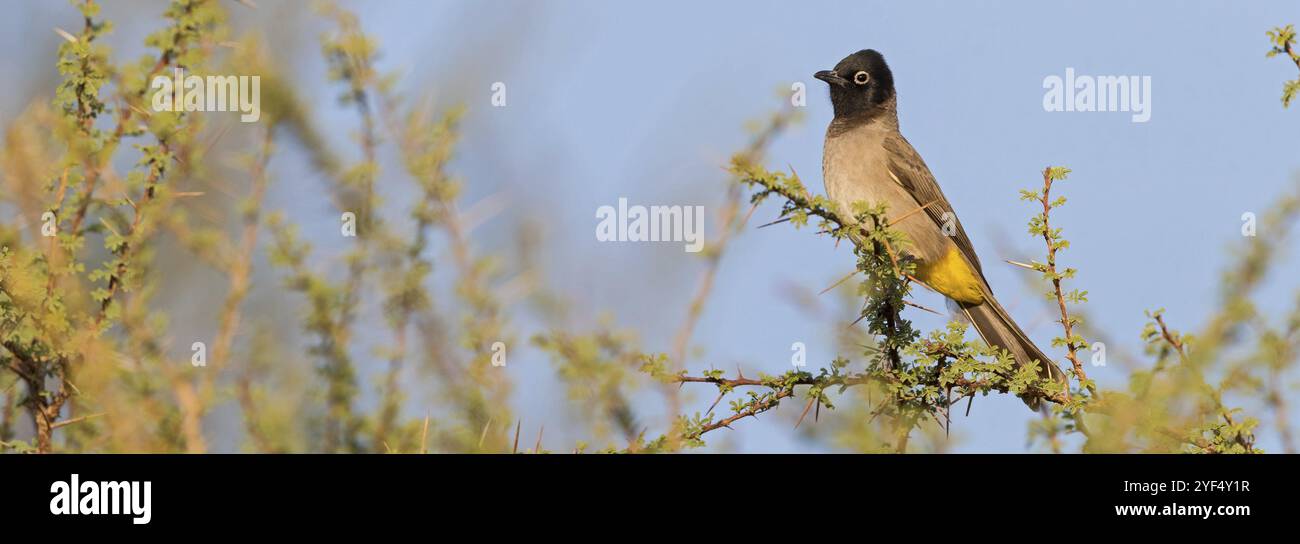 Yellow breasted bulbul hi-res stock photography and images - Alamy