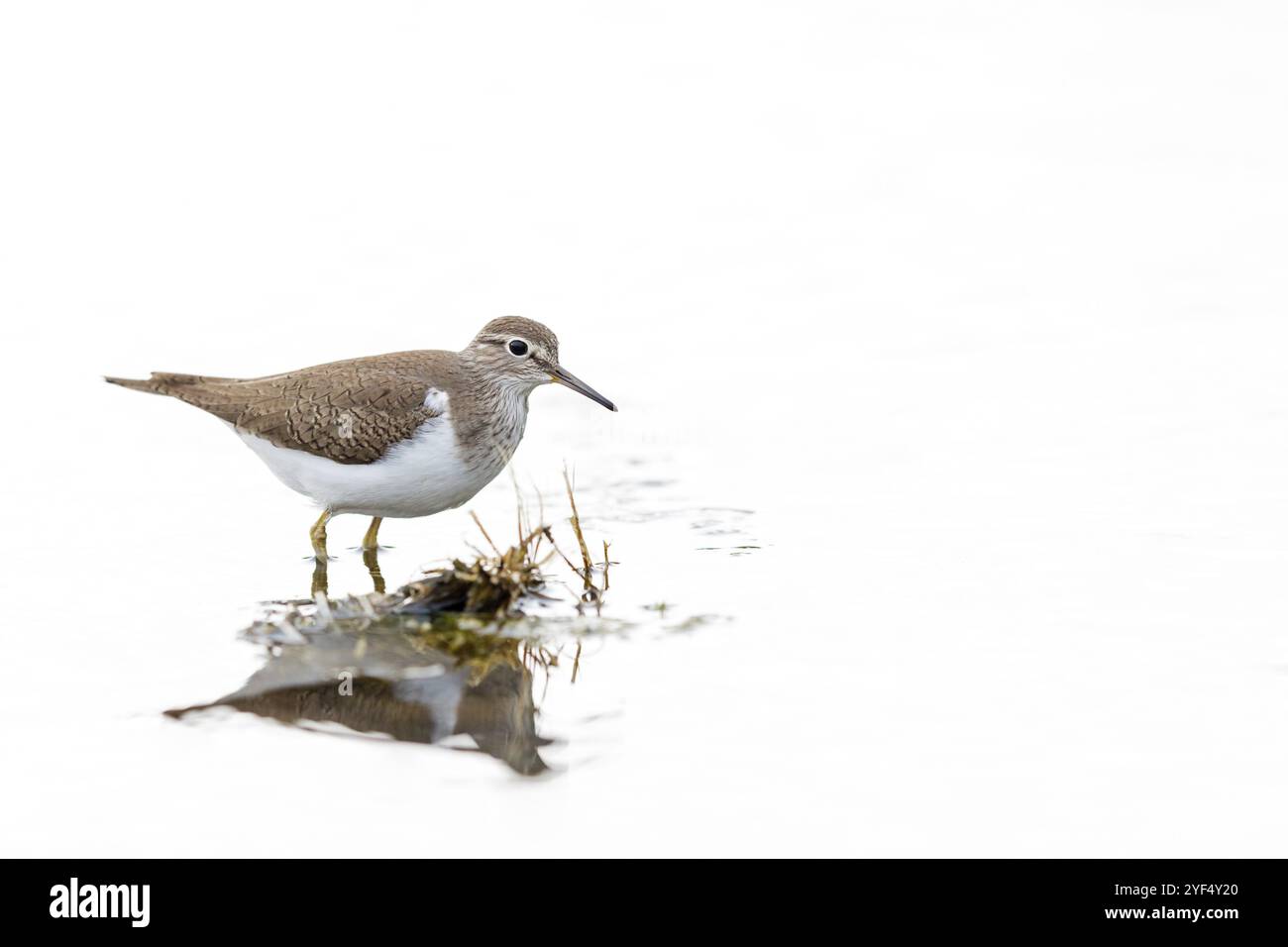 Common sandpiper, sandpiper (Actitis hypoleuco), biotope, habitat ...