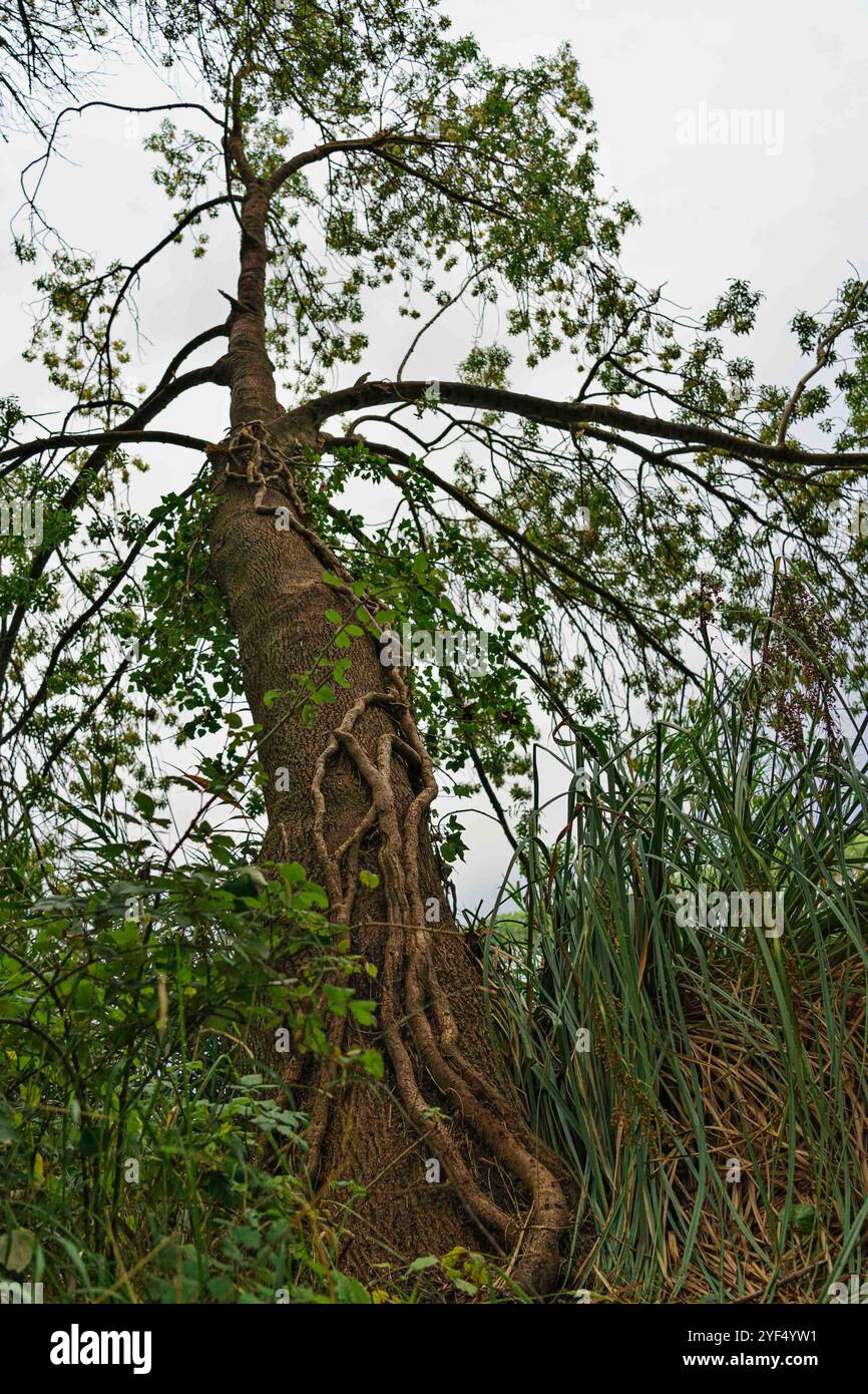 A tall tree with a twisted trunk and lush green foliage, leaning to one ...