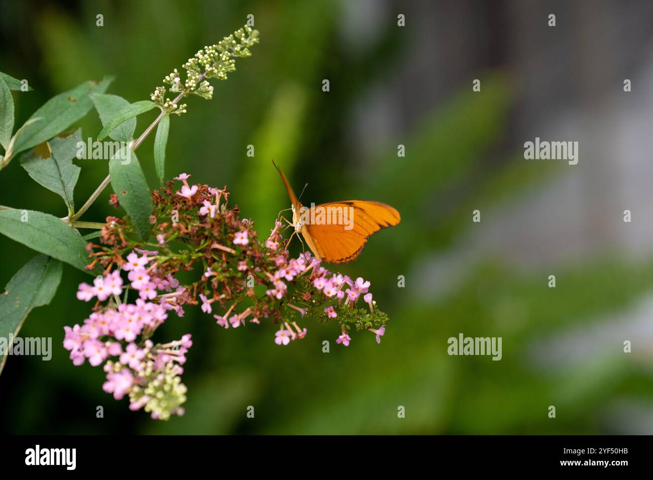 Julia Longwing Butterfly, Dryas iulia insect. Orange butterfly flutters ...