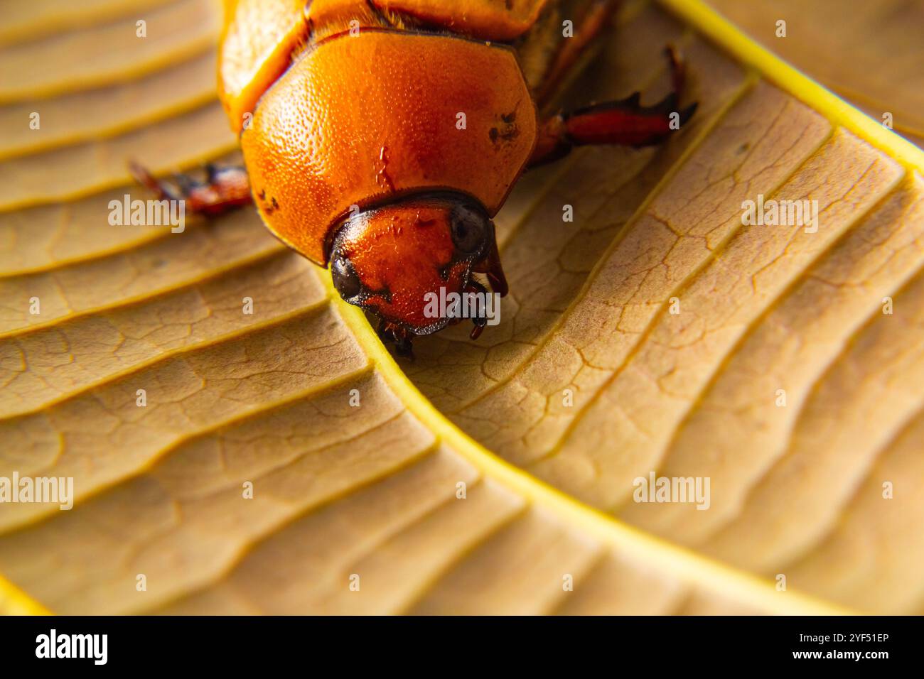 Prominent scarab beetle hi-res stock photography and images - Alamy