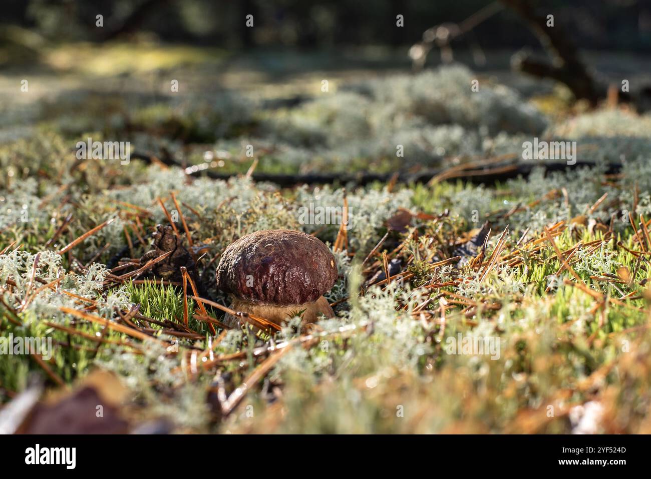 Single mushroom Boletus pinophilus, commonly known as the pine bolete ...