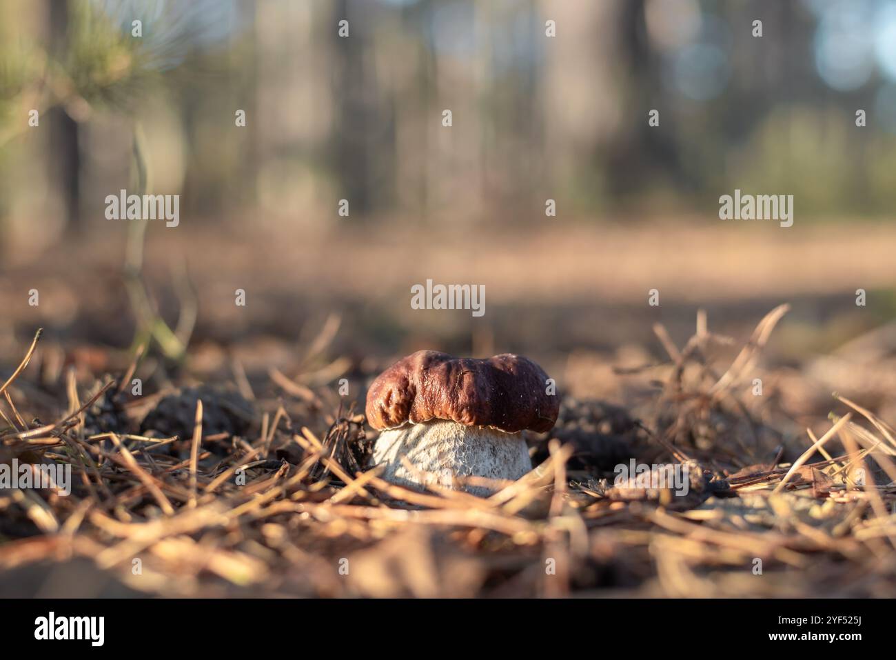 Single mushroom Boletus pinophilus, commonly known as the pine bolete ...