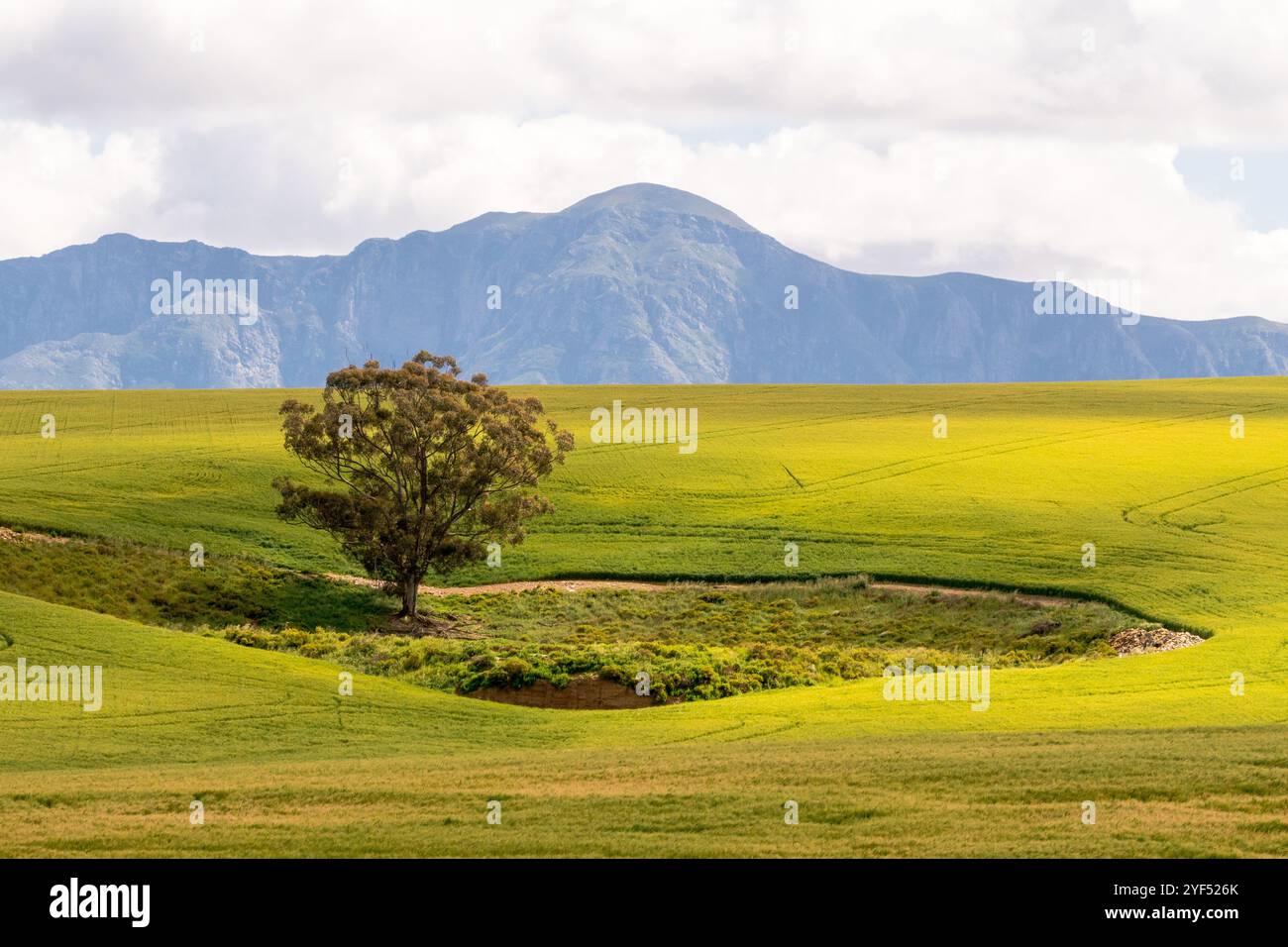 one, lonely, solo,single tree landscape surrounded by green grass and ...